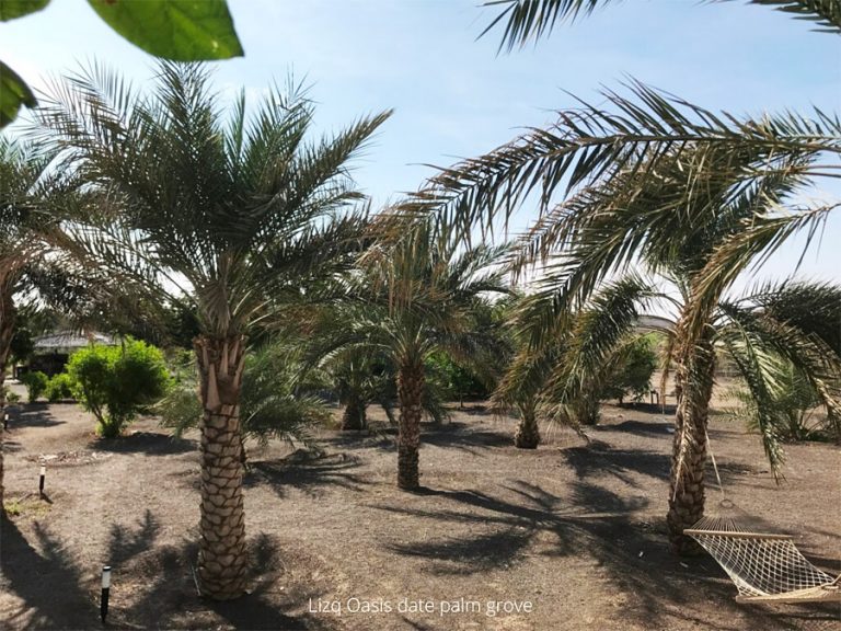 Love Life of the Arabian Date Palm - Lizq Oasis